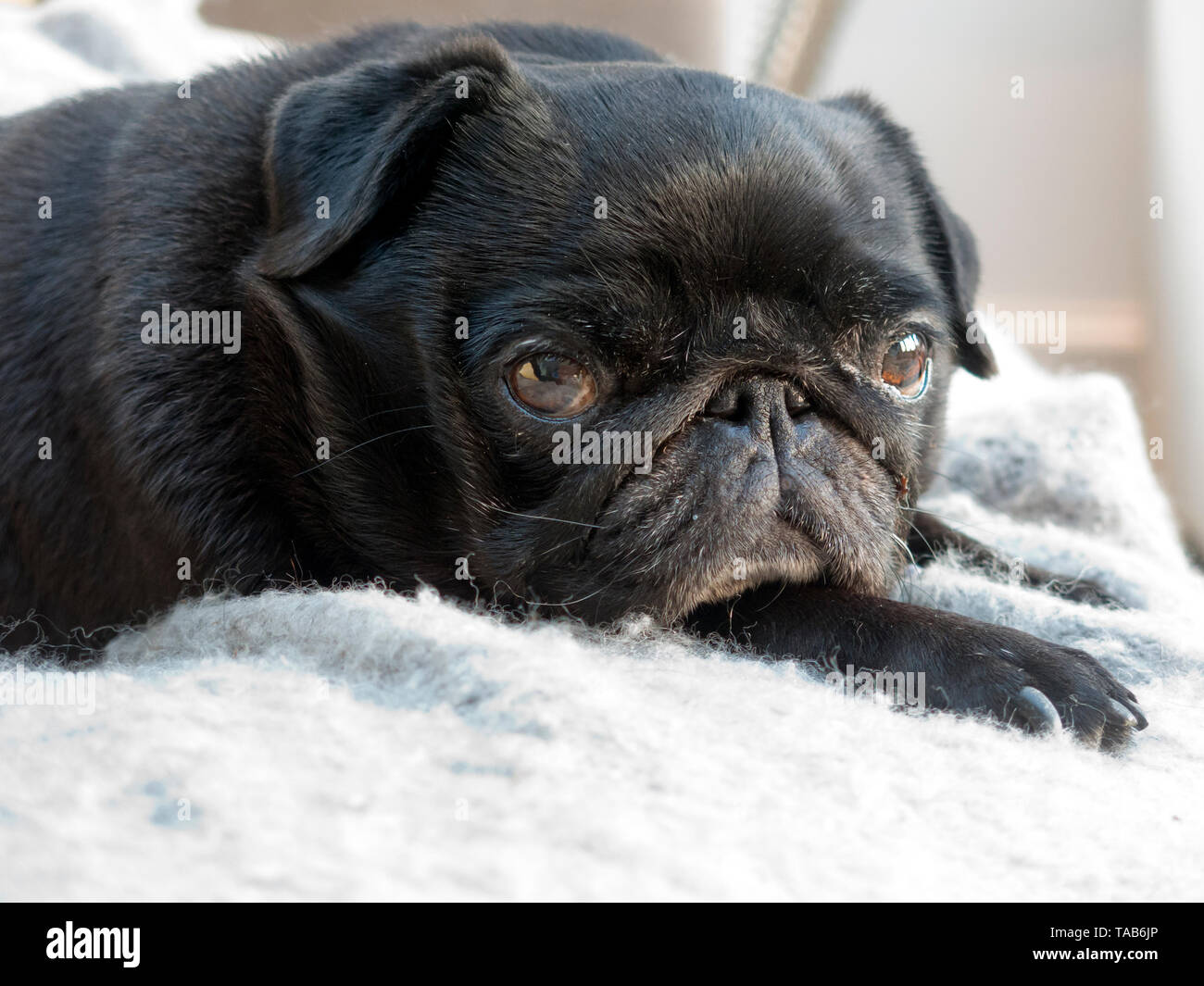 Black miniature pug dog Female middle aged adult head & shoulders profile, Lying on sofa looking ...