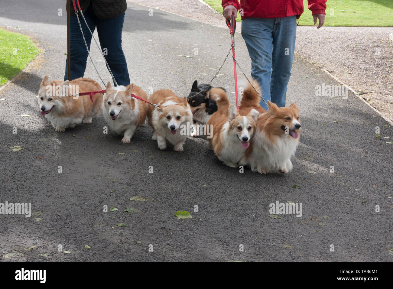 Corgi Dogs, Group of six adults being walked on leads, England, UK ...