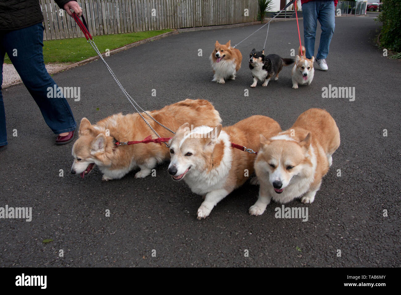 Corgi owners hi-res stock photography and images - Alamy