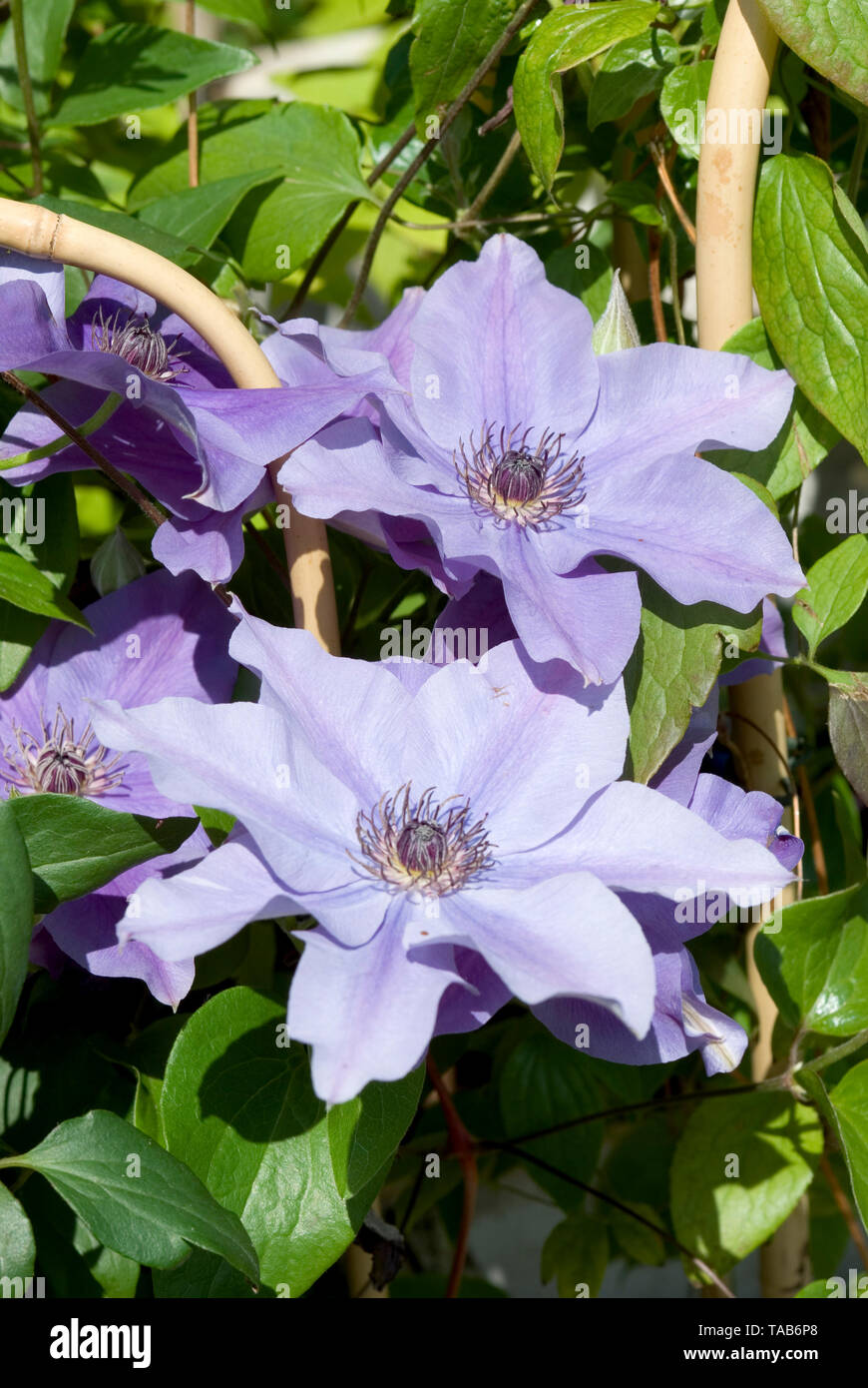 Clematis blooms hi-res stock photography and images - Alamy