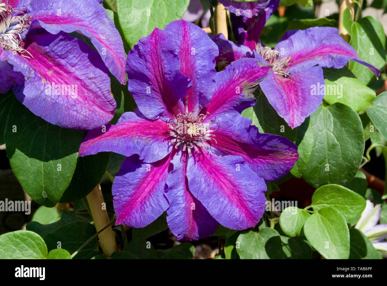Clematis Mrs N Thompson Stock Photo - Alamy