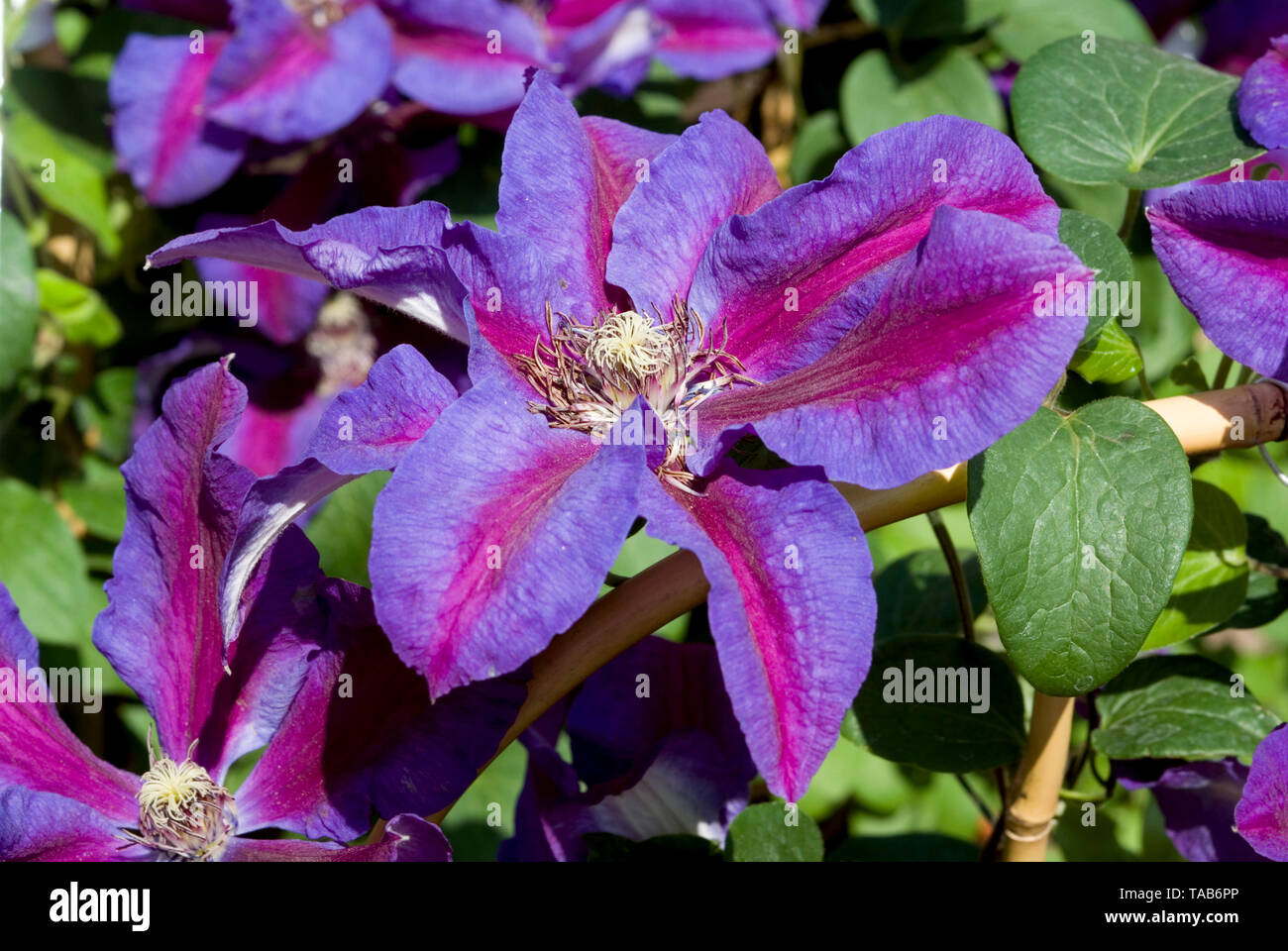 Mrs n thompson hi-res stock photography and images - Alamy