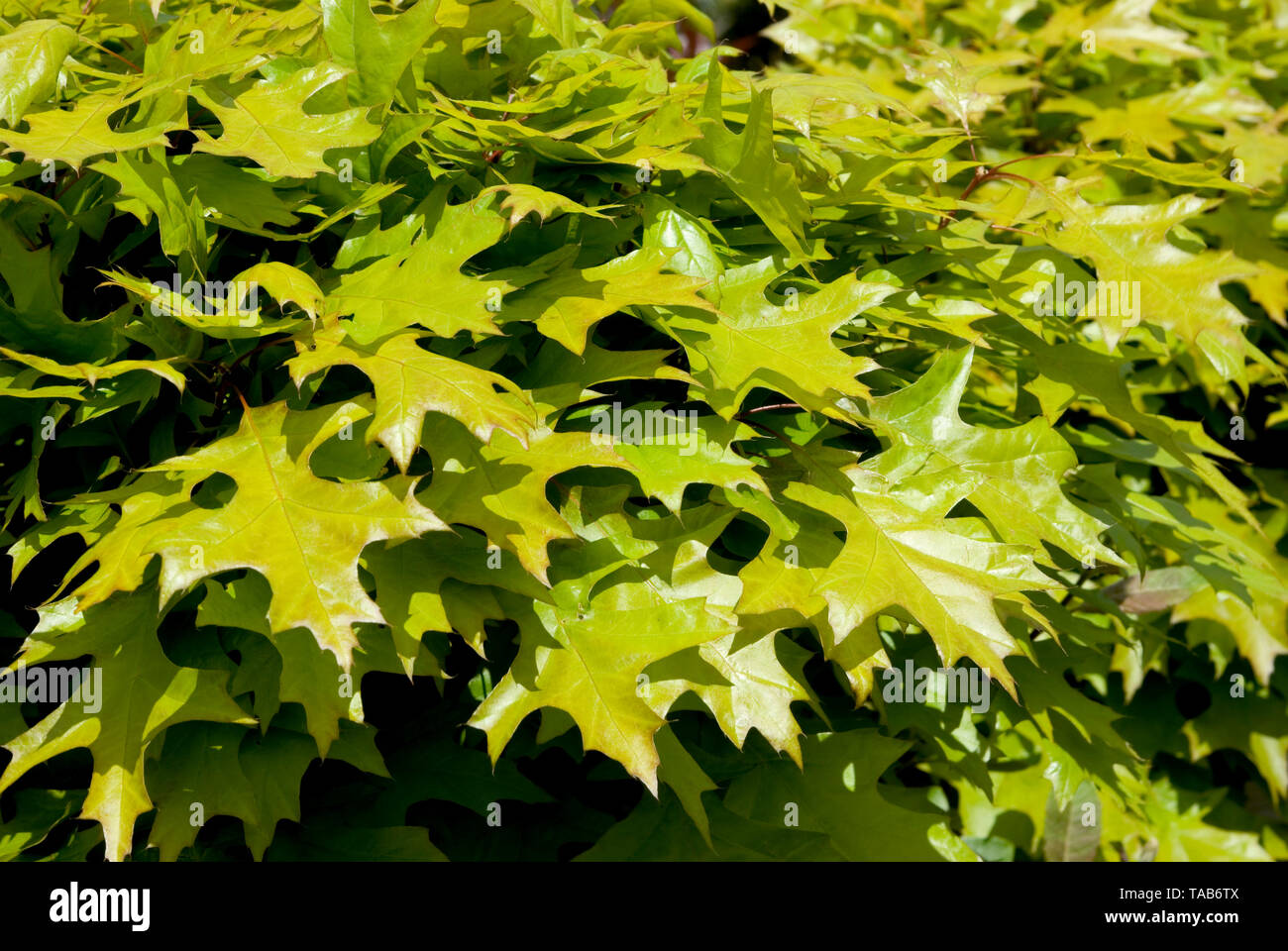 Dwarf Pin Oak Stock Photo - Alamy