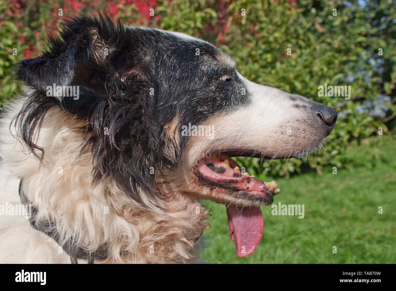 Border collie, Male adult, Head & shoulders portrait with tongue ...