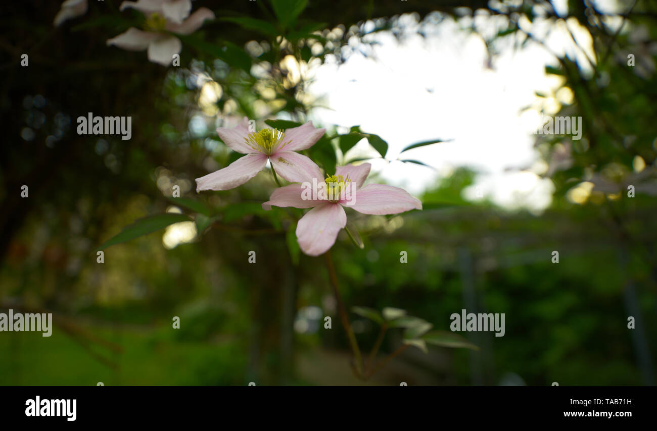 pink flowers of a tree at sunset Stock Photo - Alamy