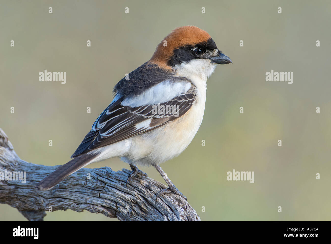 Woodchat shrike (Lanius senator) from his watchtower in the meadow ...