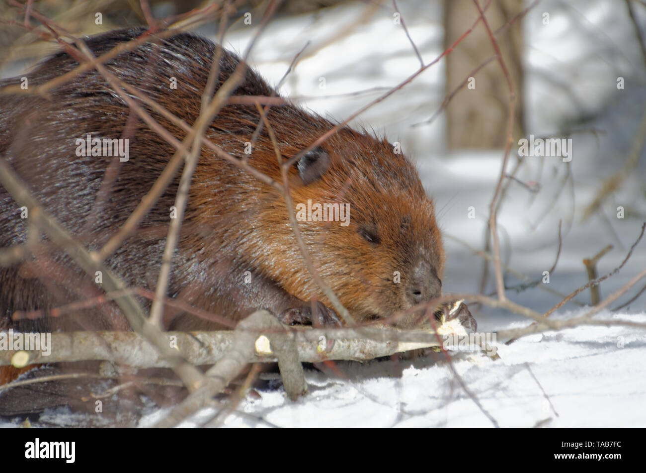 North American Beaver (Castor canadensis) chewing a tree branch ...