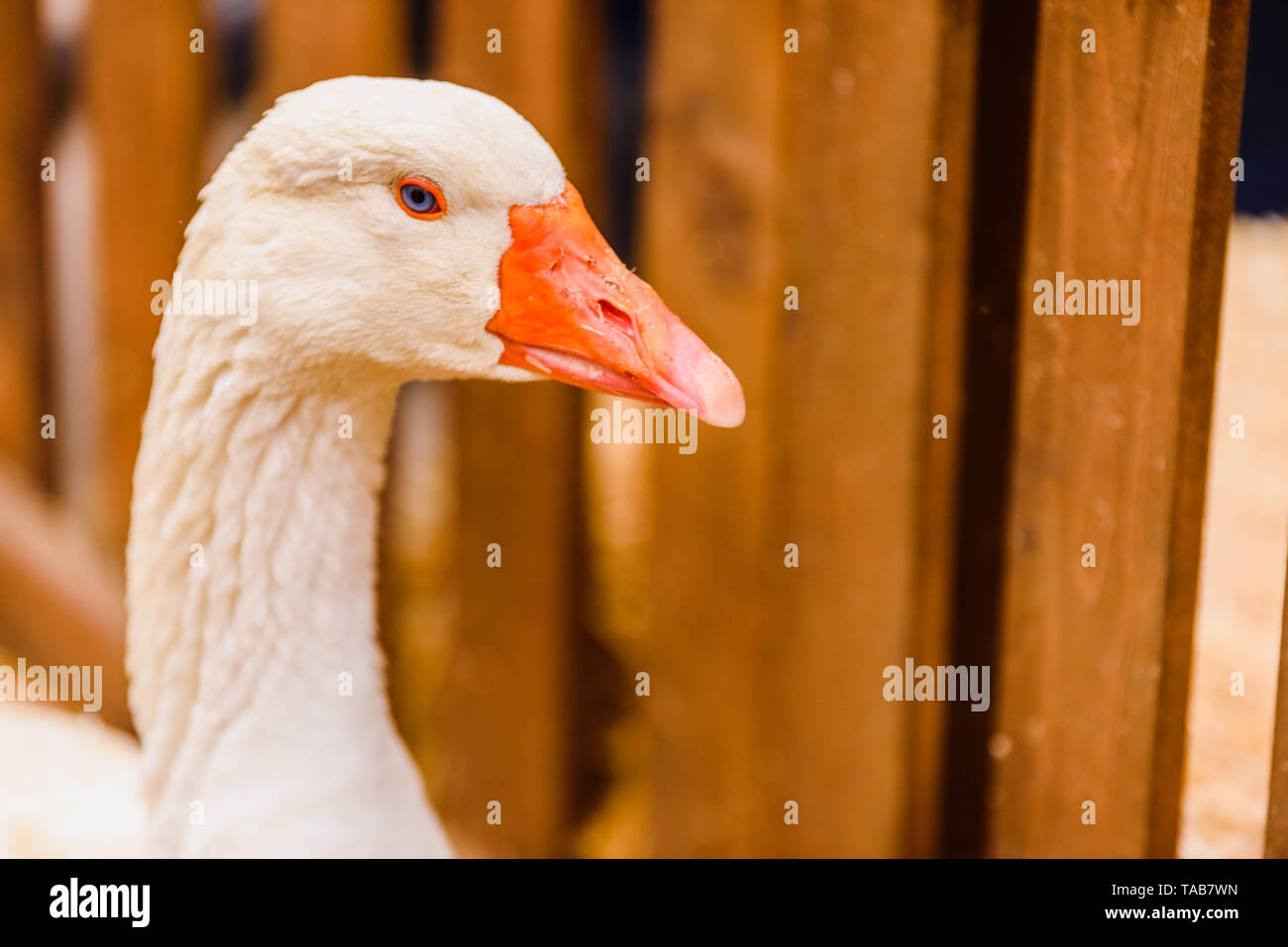 Head and long neck of geese near the fence of a farm Stock Photo - Alamy