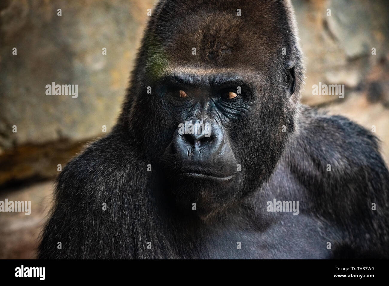 Portrait of a powerful gorilla with expressive eyes Stock Photo - Alamy