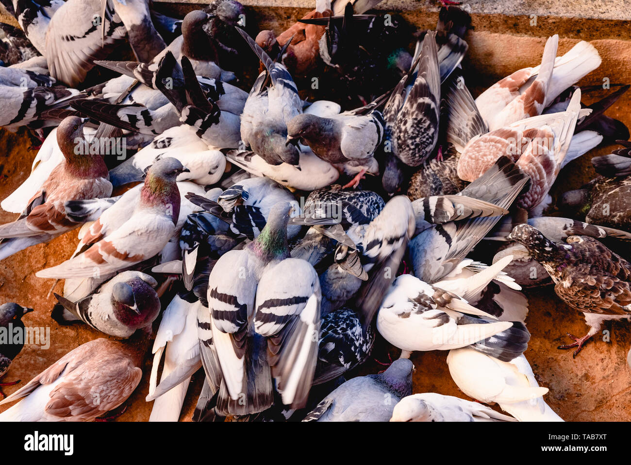 Group pigeons pecking ground hi-res stock photography and images - Alamy