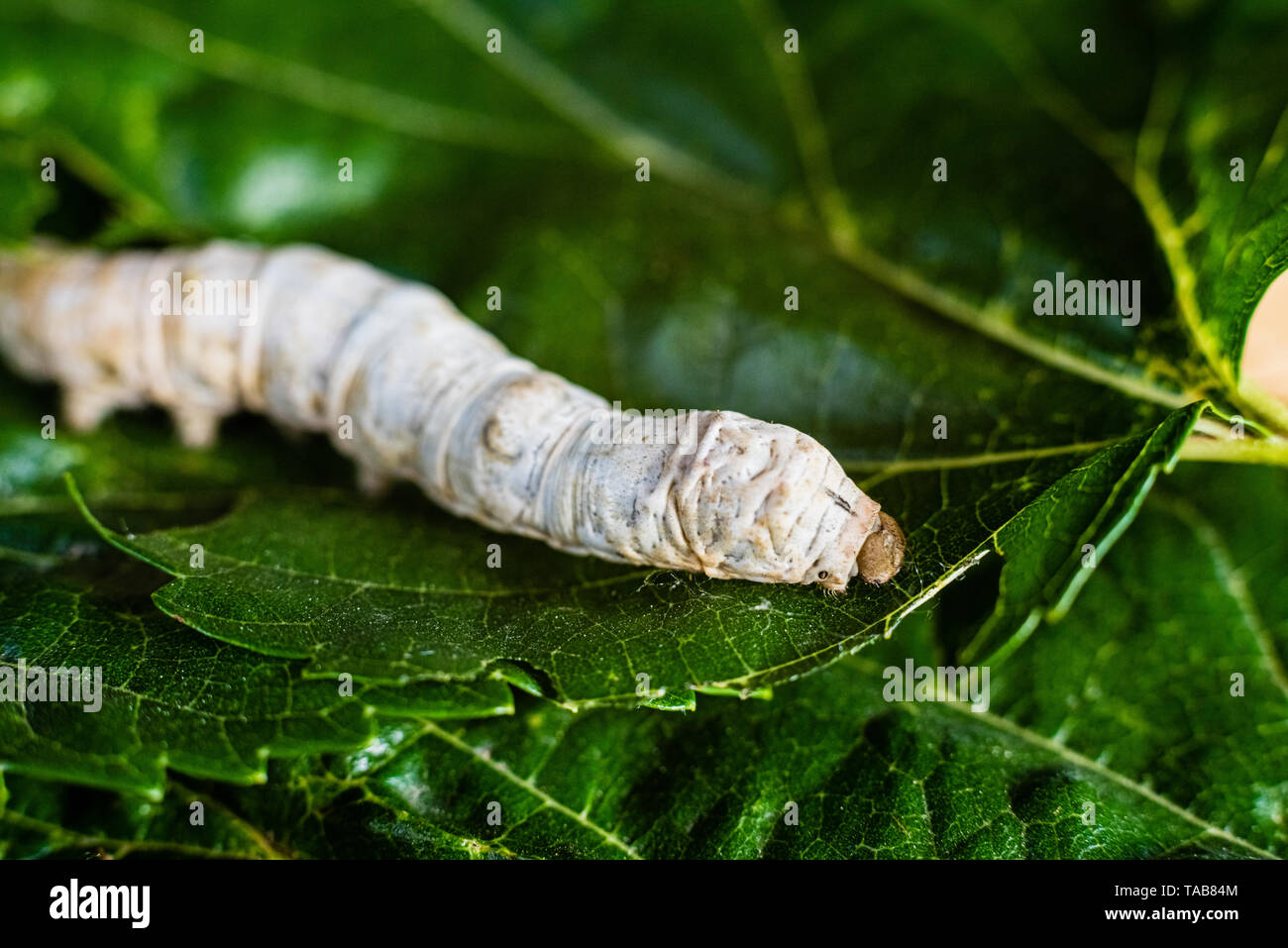 A Bombyx mori alone, silkworm, on green mulberry leaves, the only tree ...