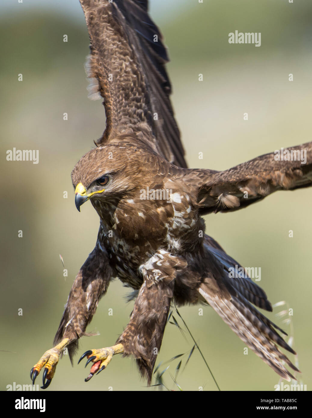 Common buzzard plummeting over its prey, Extremadura, Spain Stock Photo ...