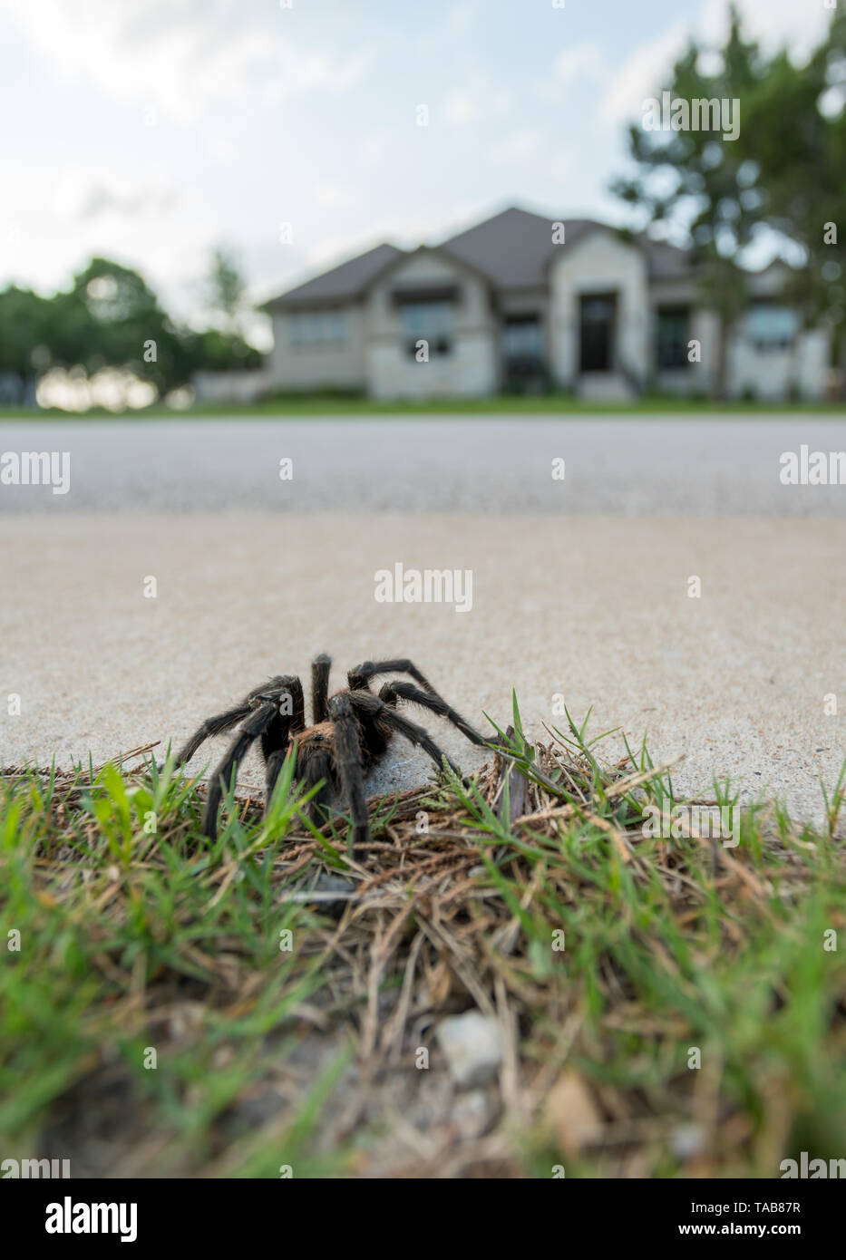 Portrait View of Large Tarantula Spider Crossing the Street Stock Photo ...