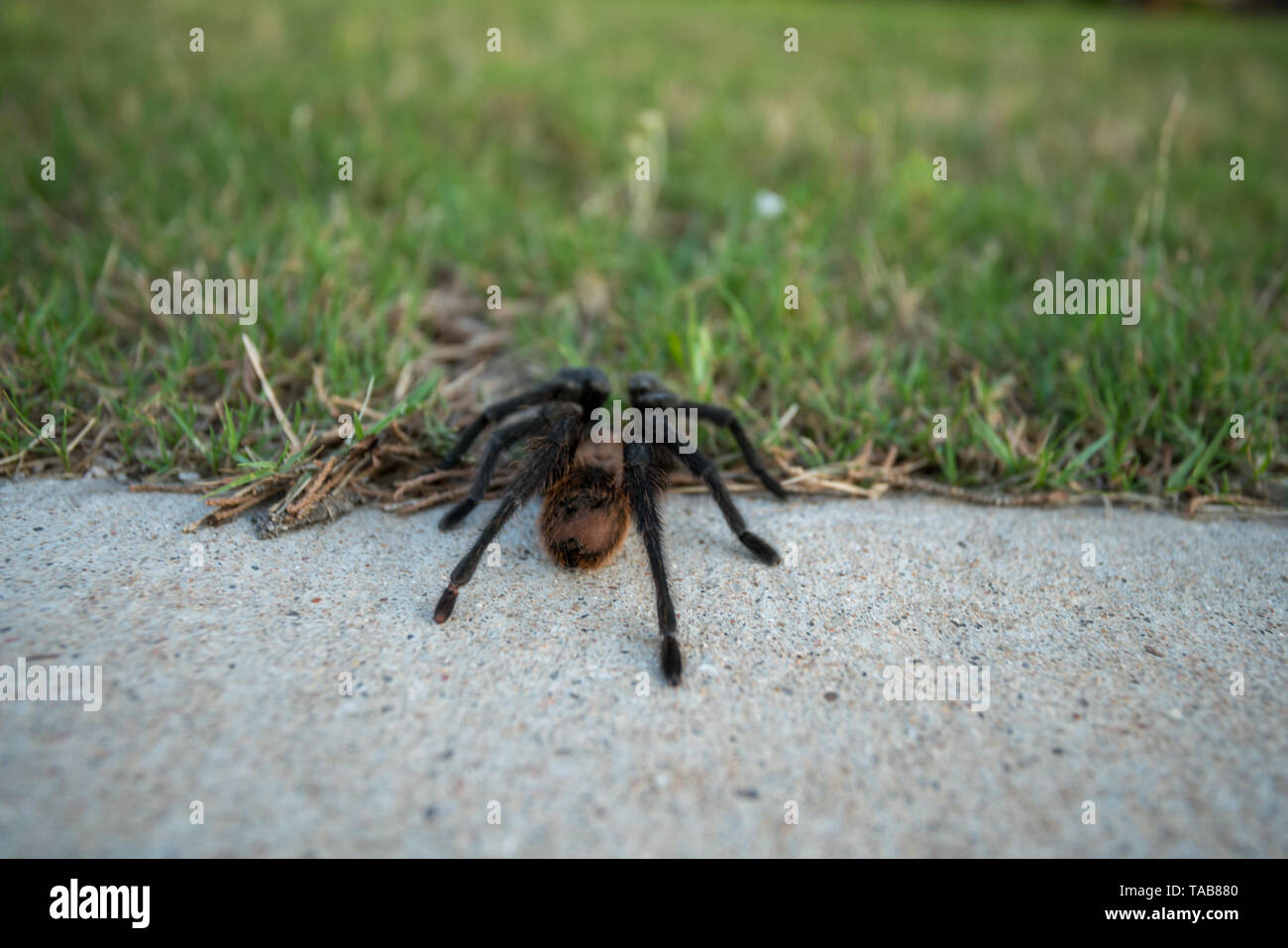 Tarantula walking hi-res stock photography and images - Alamy
