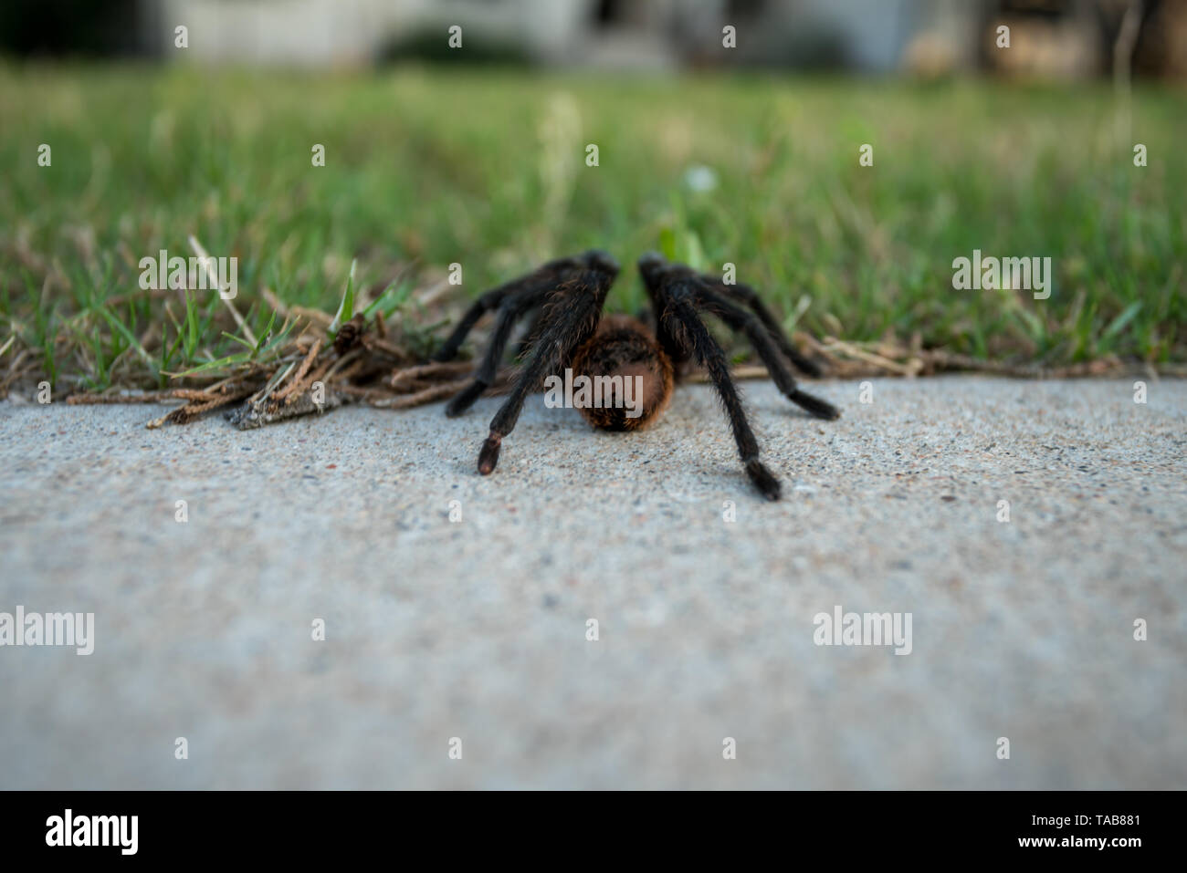 Wide Angle Picture of Large Black Tarantula Walking Towards Front Yard ...