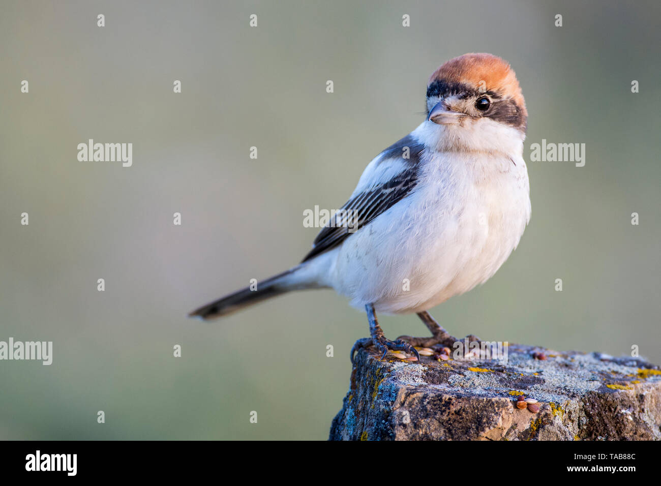 Woodchat shrike (Lanius senator) from his watchtower in the meadow ...