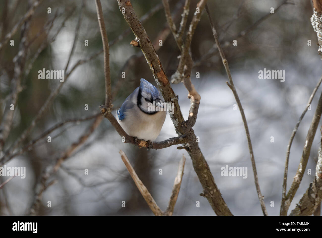 Bluejay in a tree hi-res stock photography and images - Alamy