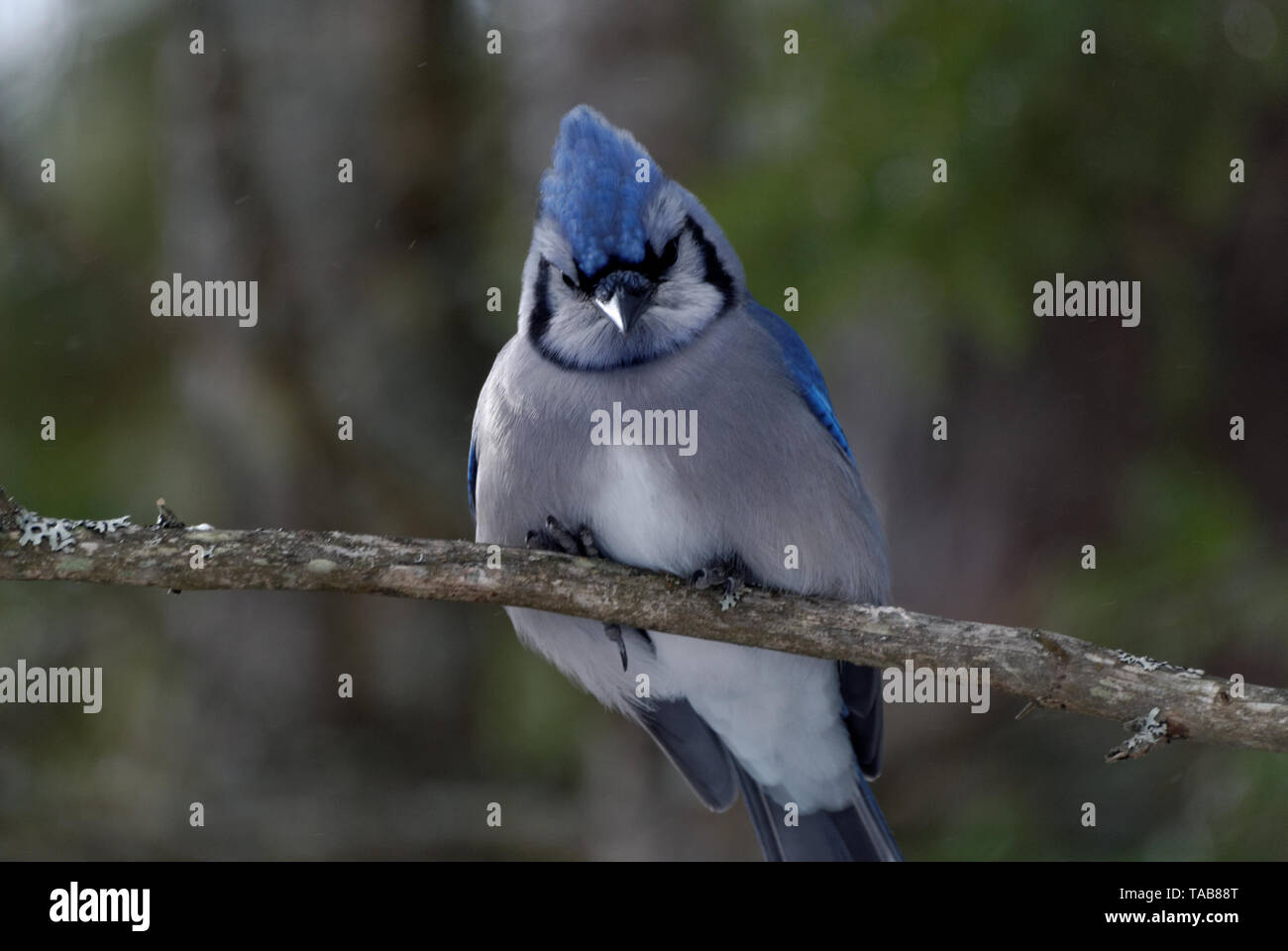 A blue jay perched in a tree in the woods. The blue jay (Cyanocitta ...
