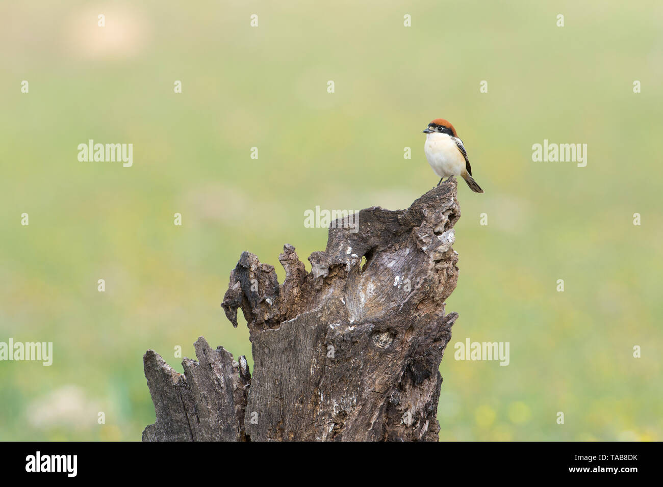 Woodchat shrike (Lanius senator) from his watchtower in the meadow ...