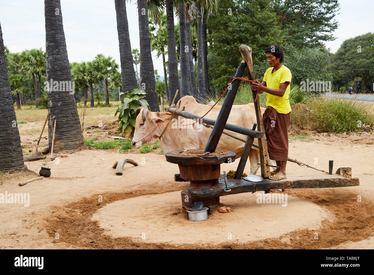 Cow crush hi-res stock photography and images - Alamy