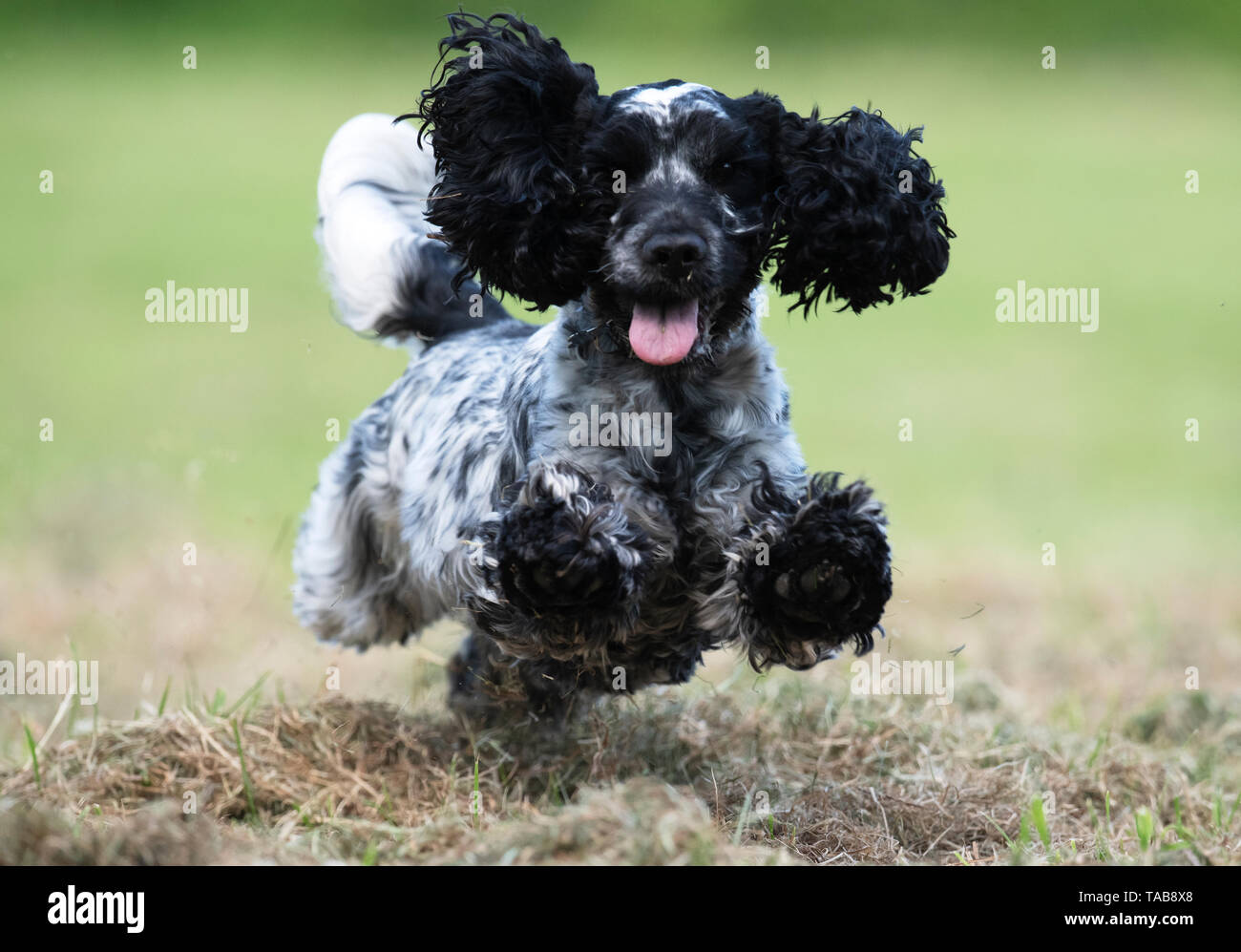 English show cocker spaniel hi-res stock photography and images - Alamy