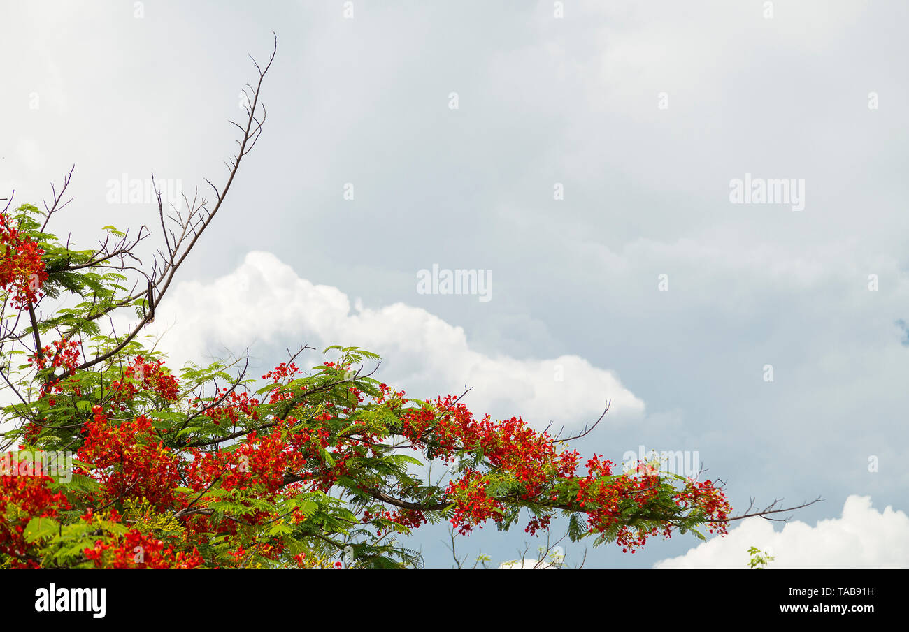 Little decorative tree hi-res stock photography and images - Alamy