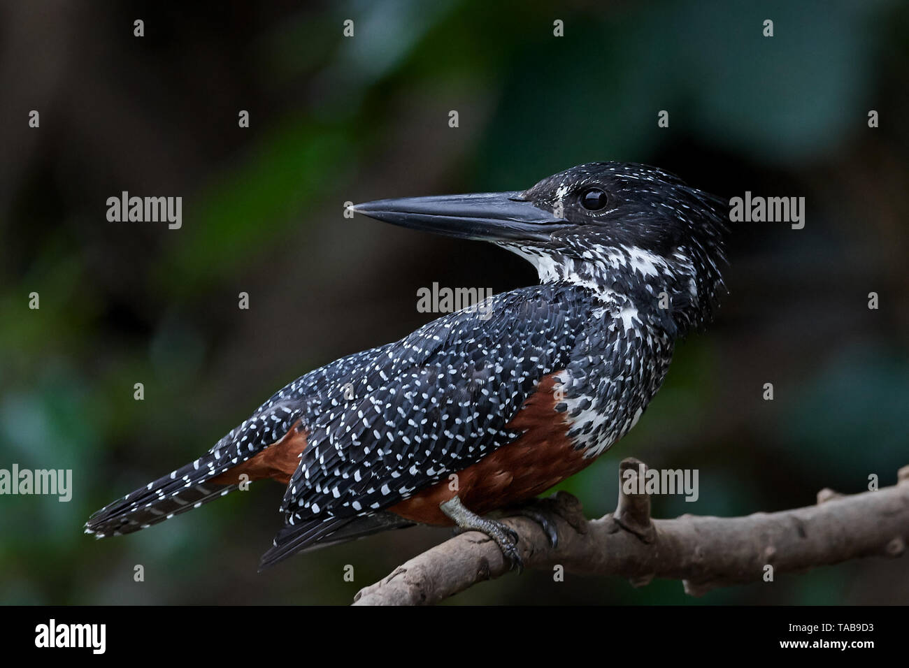 Giant kingfisher in its natural habitat in Senegal Stock Photo - Alamy