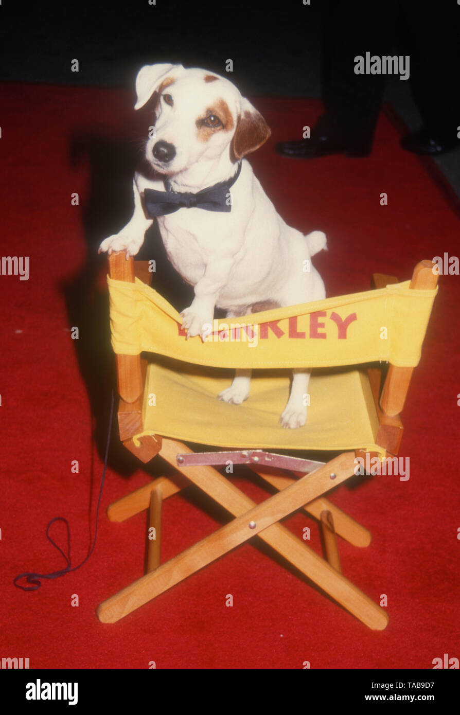 Westwood, California, USA 28th April 1994 Barkley the dog attends Metro ...