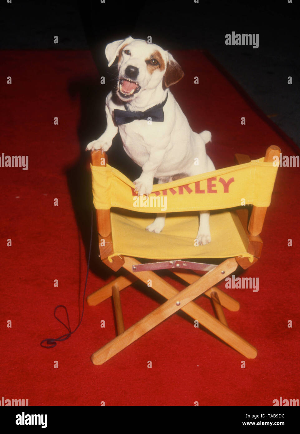 Westwood, California, USA 28th April 1994 Barkley the dog attends Metro ...