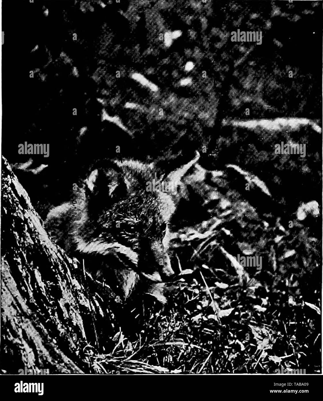 "Animal snapshots and how made" (1905 Stock Photo - Alamy