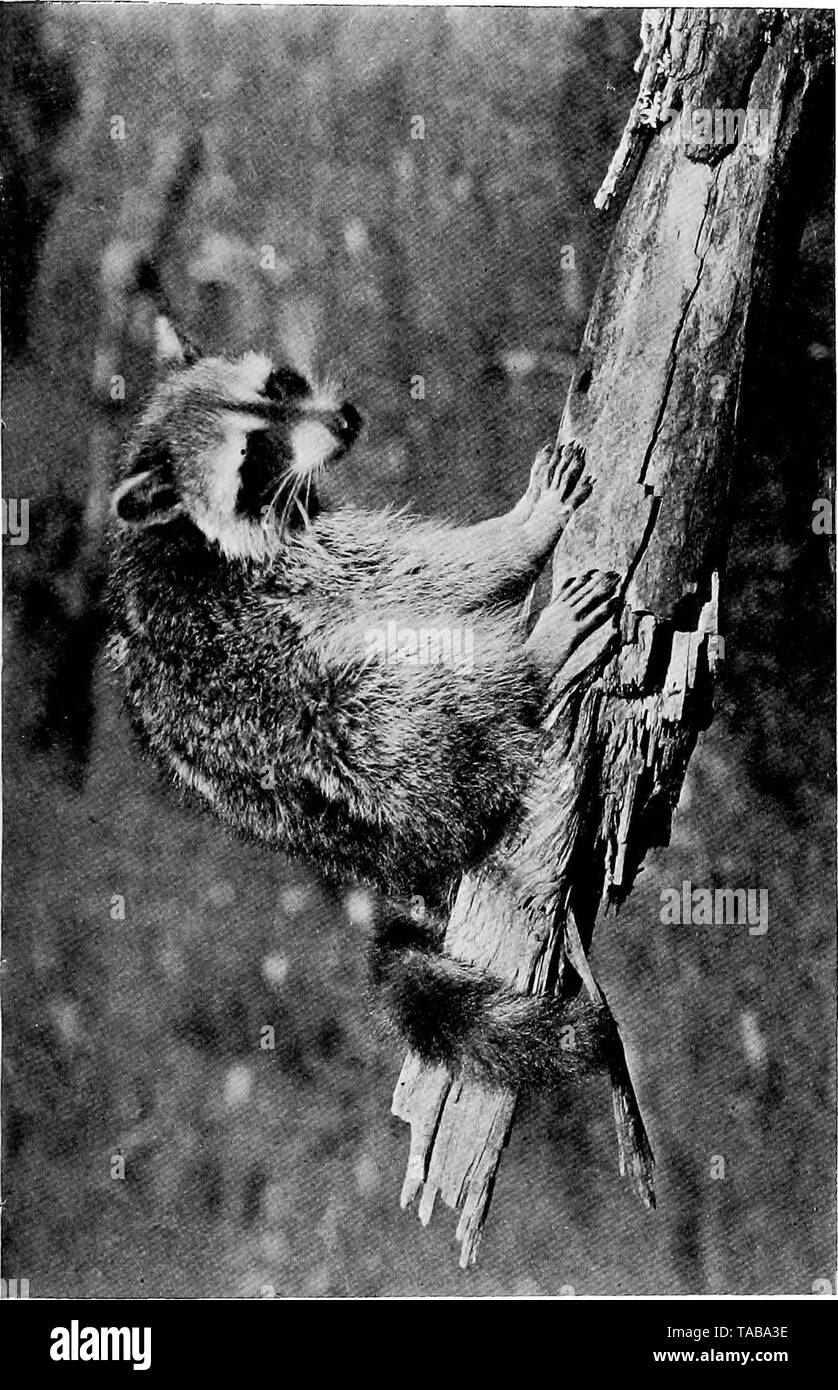 "Animal snapshots and how made" (1905 Stock Photo - Alamy