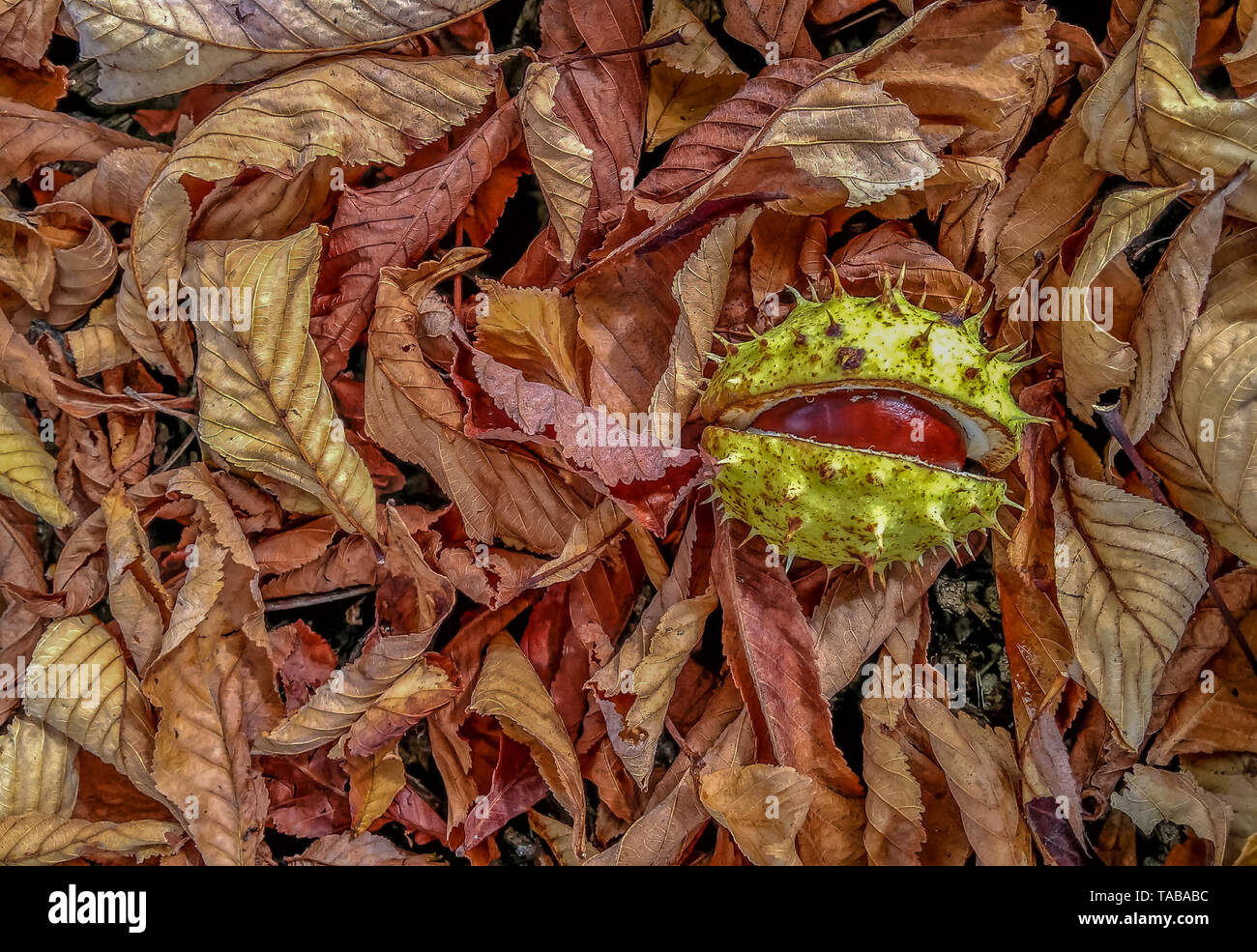 Chestnut themed hi-res stock photography and images - Alamy