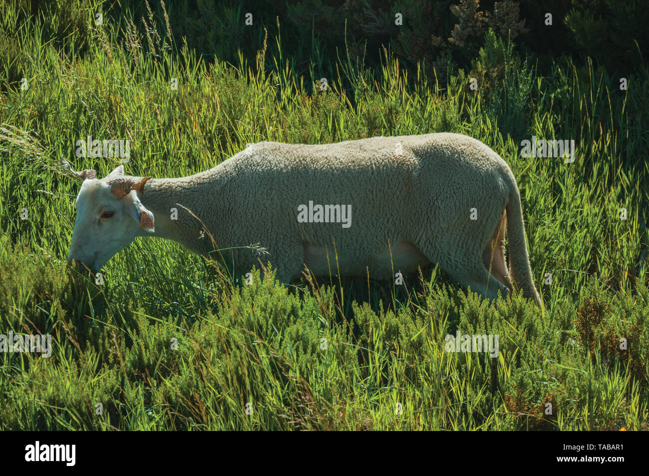 Goat grazing on green sward with bushes in a rocky landscape at the ...