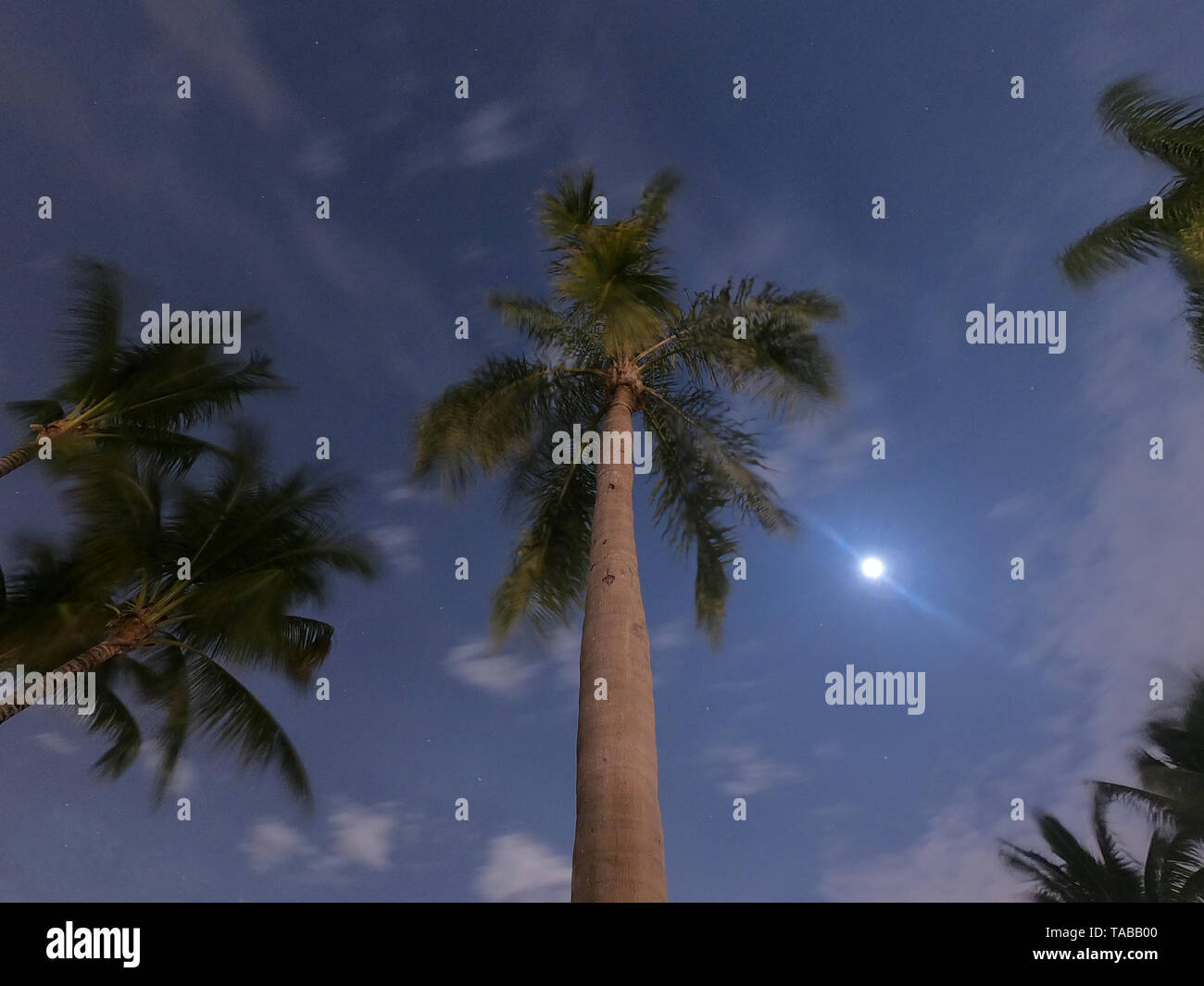 palm tree at night Stock Photo - Alamy