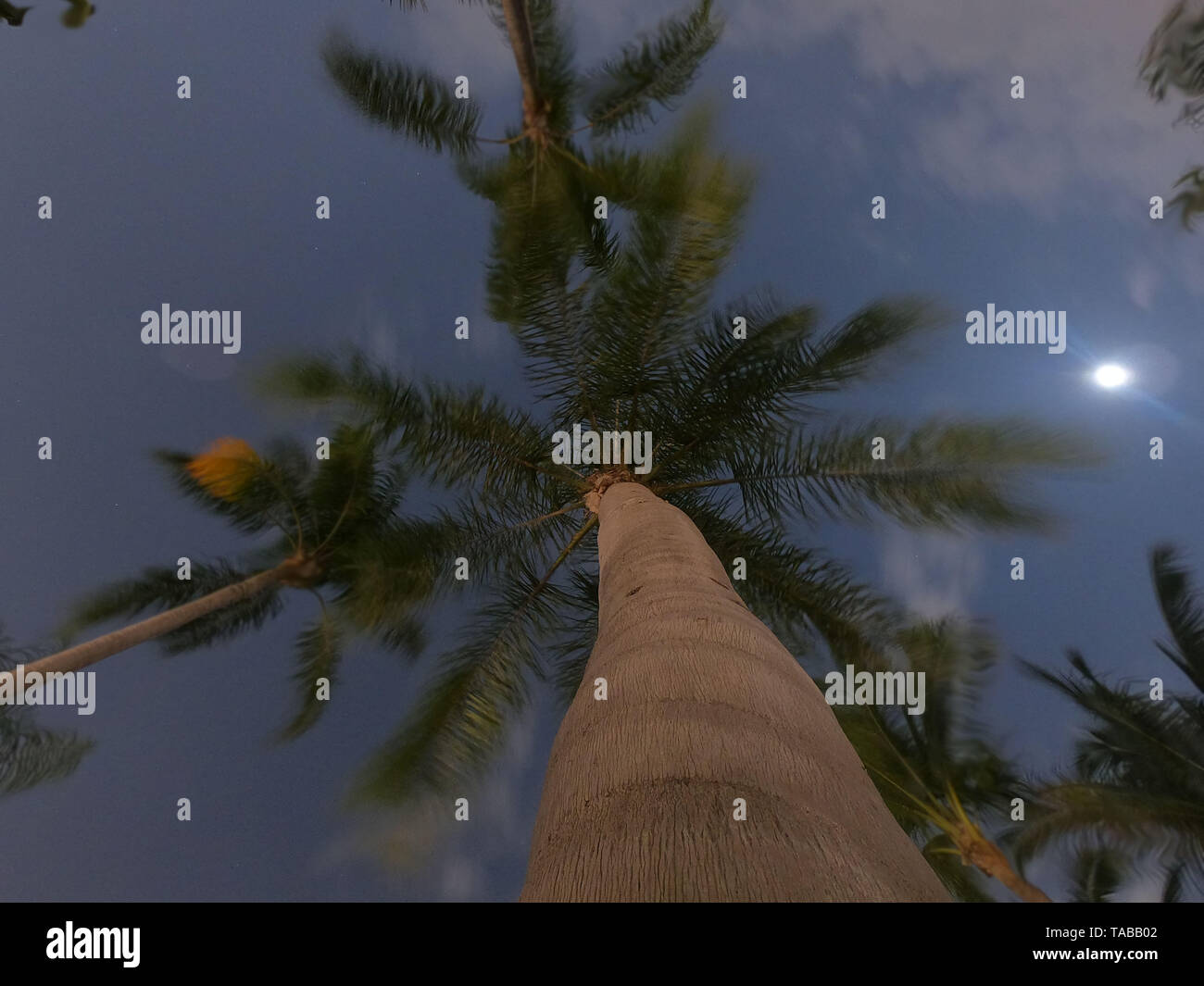 palm tree at night Stock Photo - Alamy