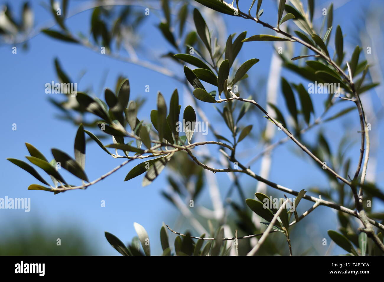 a tree I have in my back yard Stock Photo - Alamy