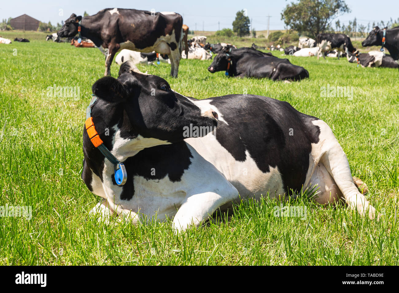 Friesian holstein dairy cow lying on green grass Stock Photo - Alamy