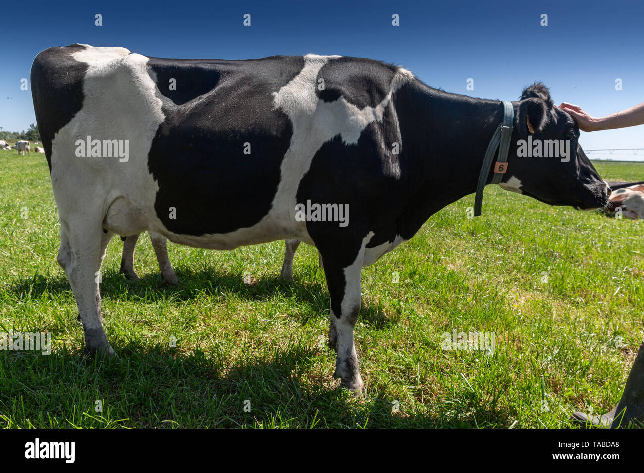 Friesian holstein dairy cow on green grass Stock Photo - Alamy