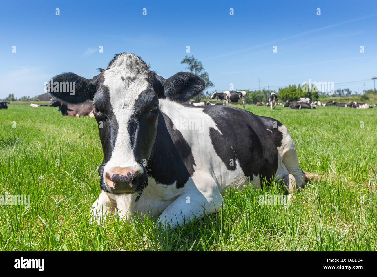 Domestic cattle holstein cow laying hi-res stock photography and images ...