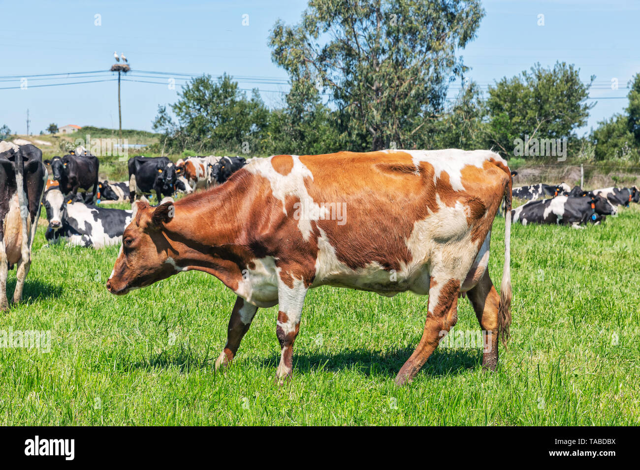 Friesian team hi-res stock photography and images - Alamy