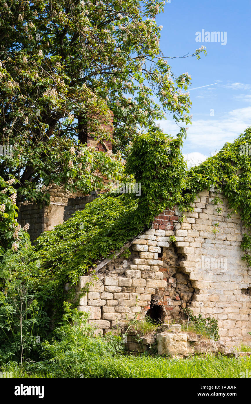 The ruins of a small abandoned outbuilding or cottage overgrown and ...