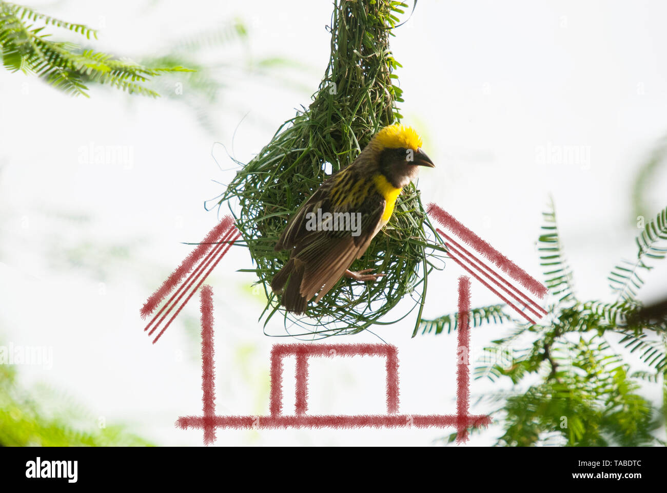 House building concept - baya weaver bird building nest with grass ...