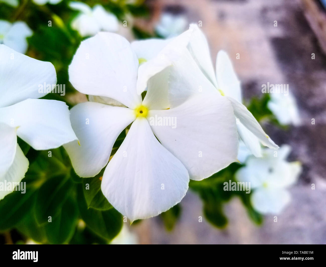 Periwinkle blue color hi-res stock photography and images - Alamy