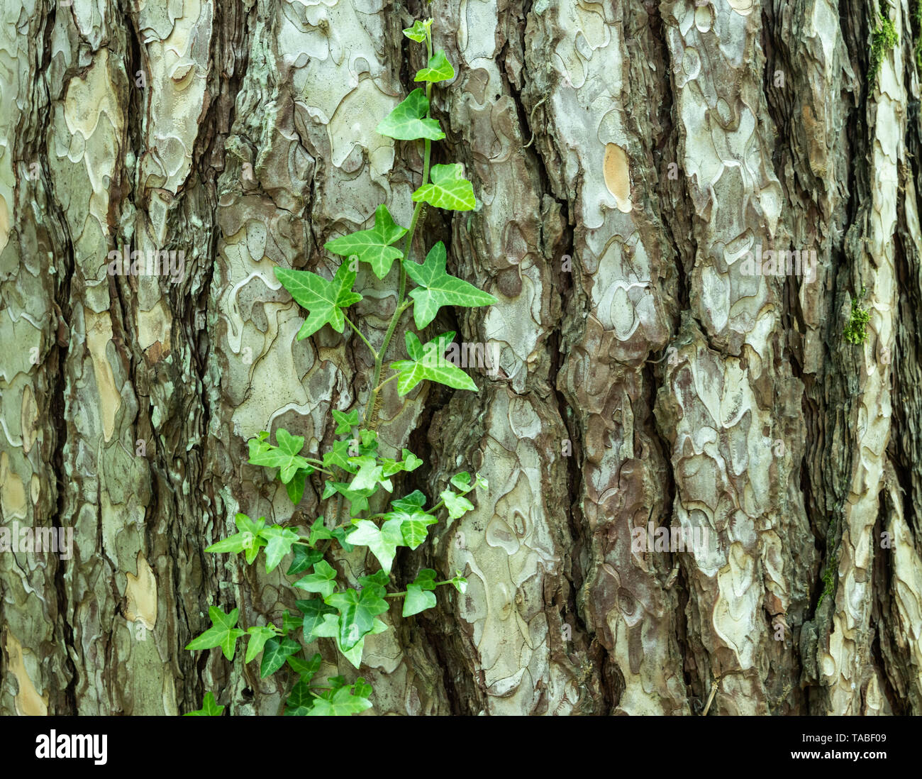 Young oak tree bark hi-res stock photography and images - Alamy
