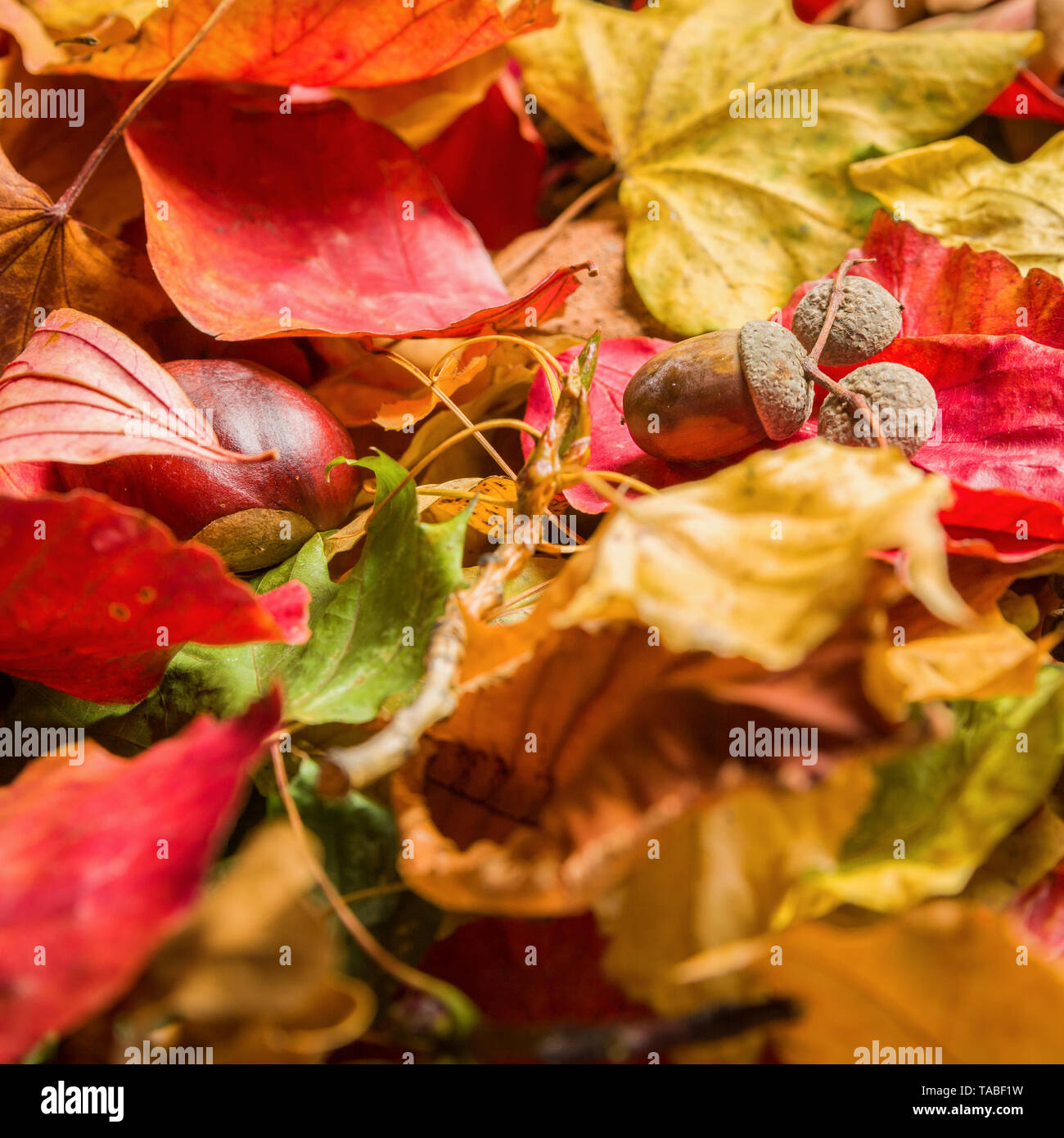 Colorful autumn foliage lying on the ground Stock Photo - Alamy