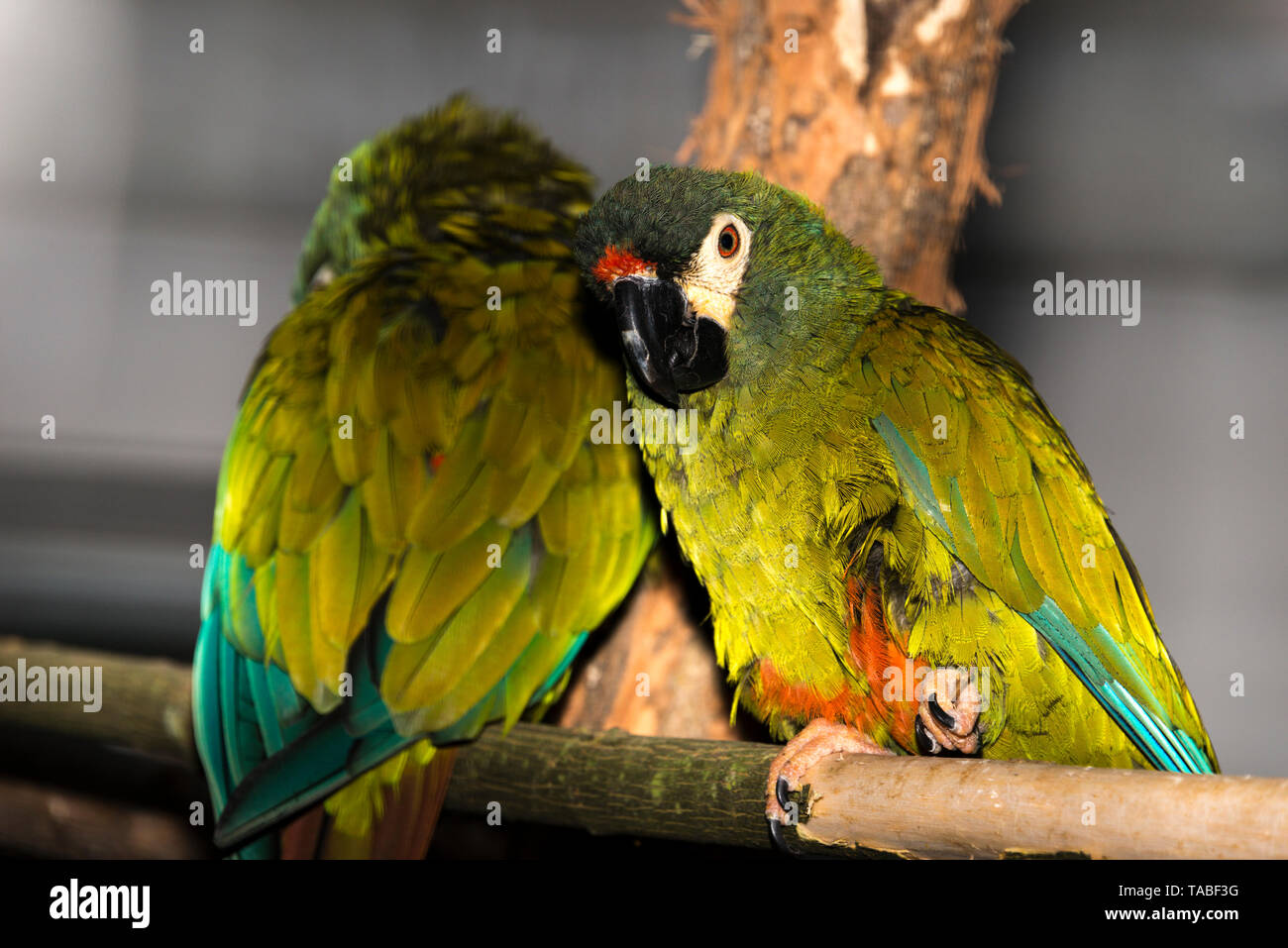 Blue-winged macaws (Primolius maracana Stock Photo - Alamy