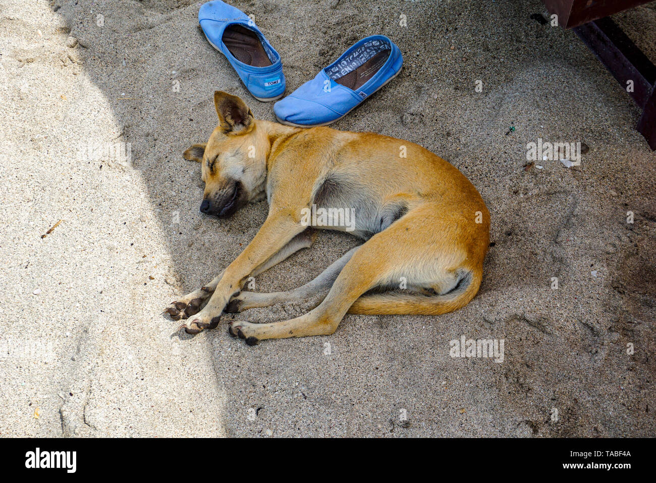 Yellow stray dog sleeping on the sandy beach Stock Photo - Alamy