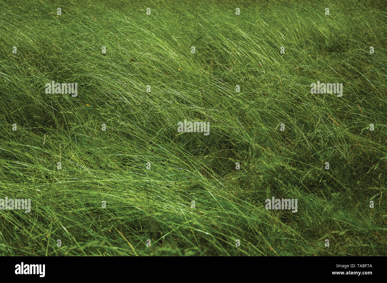 Tall green bushes forming a singular background at the highlands of ...