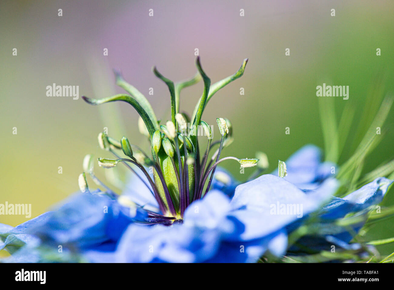 A close up of the flower of a love-in-a-mist (Nigella damascena Stock ...