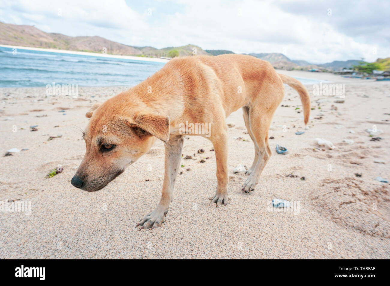Yellow stray dog walking on the sandy beach Stock Photo - Alamy